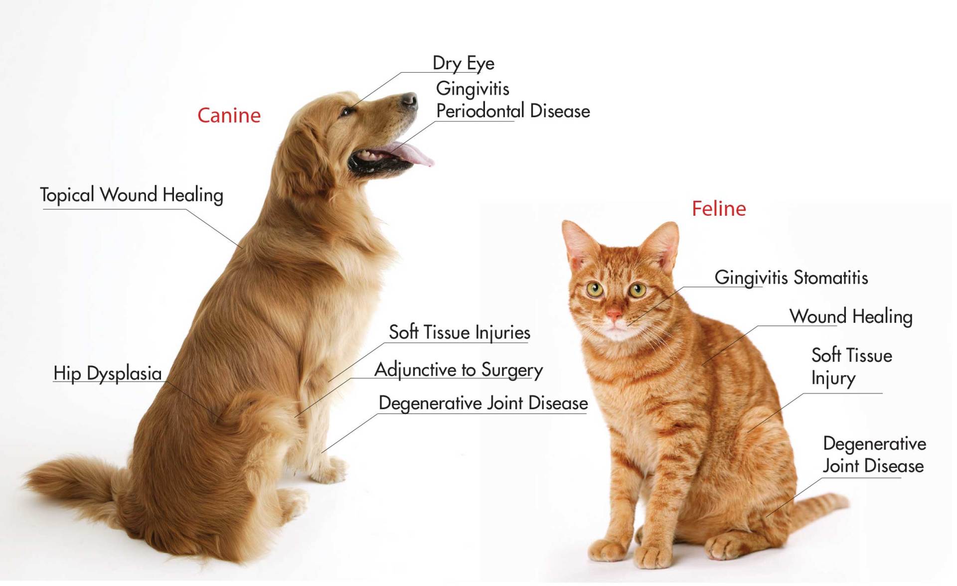 PRP Arthritis Injections Greensboro NC University Animal Hospital prp-arthritis-injections-greensboro-nc-university-animal-hospital