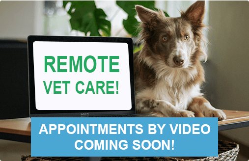 Vet Clinic in Newmarket & Sharon, ON | Animal Clinic
