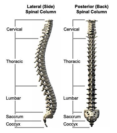 Back Anatomy l Dodge City, KS l Phillips Chiropractic & Physical ...