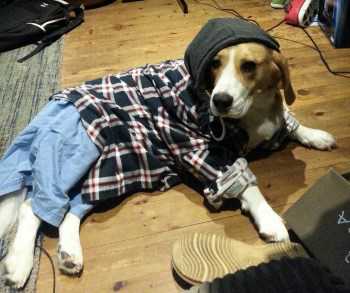 Beagle is Acting Strange, Odd or Weird