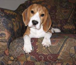 Beagle Pro | Beagle Puppy Care