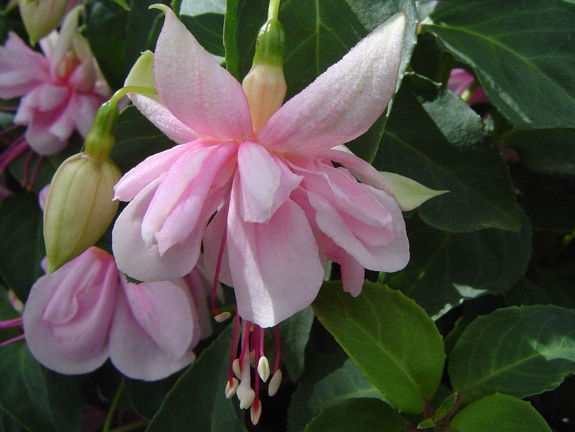 Weald View Gardens Information