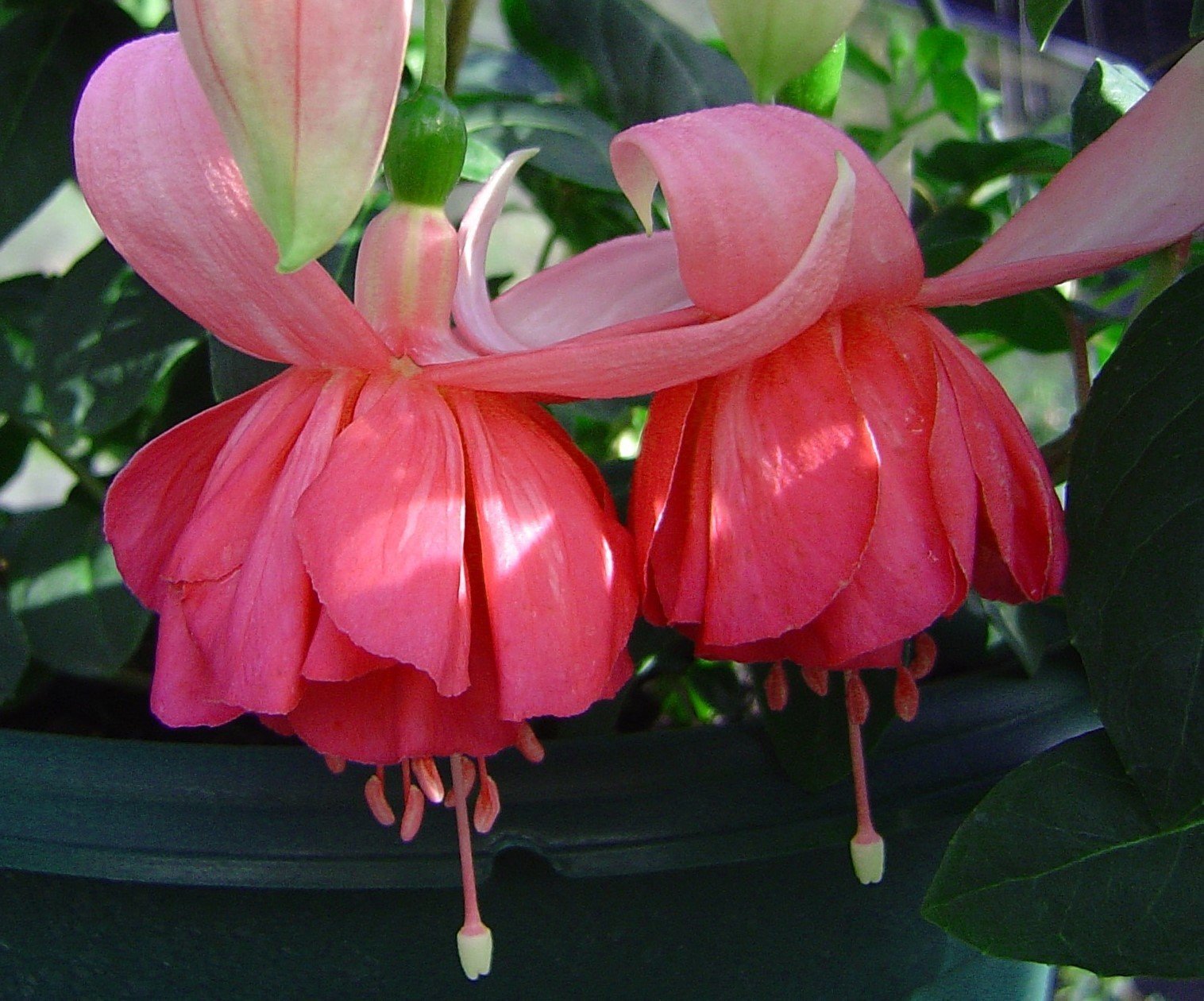 Fuchsia Nursery Ashton – Weald View Gardens