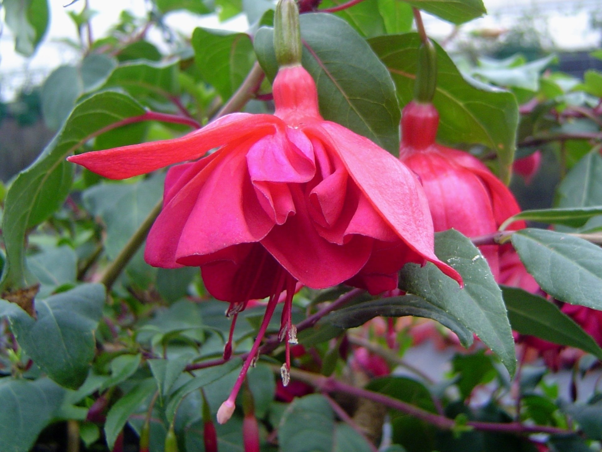 Weald View Gardens Information