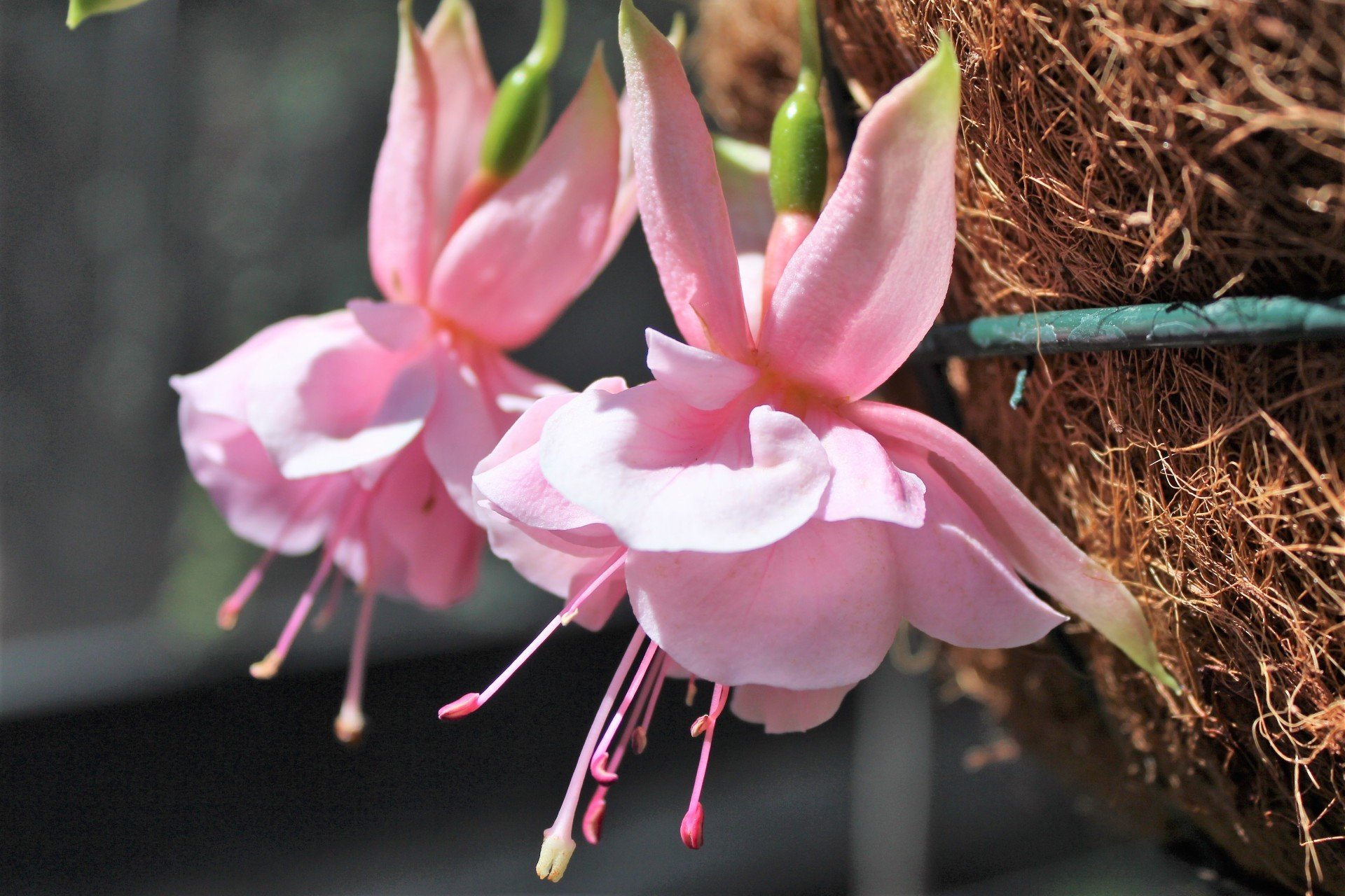 Weald View Gardens Information