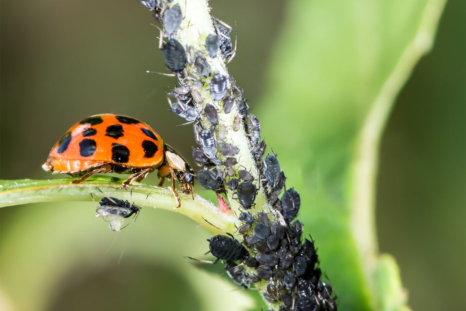 What is Pest Control? The Supreme Guide