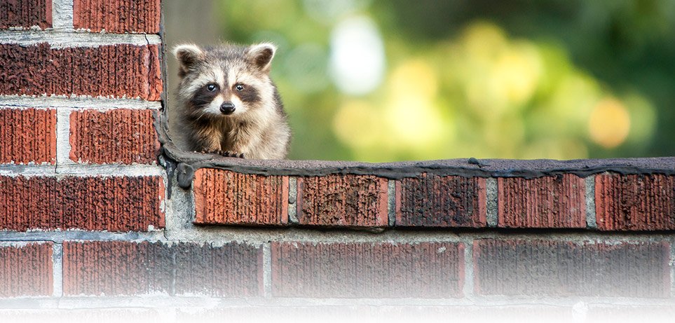 Wildlife & Animal Removal - Worcester, MA - Critter Control