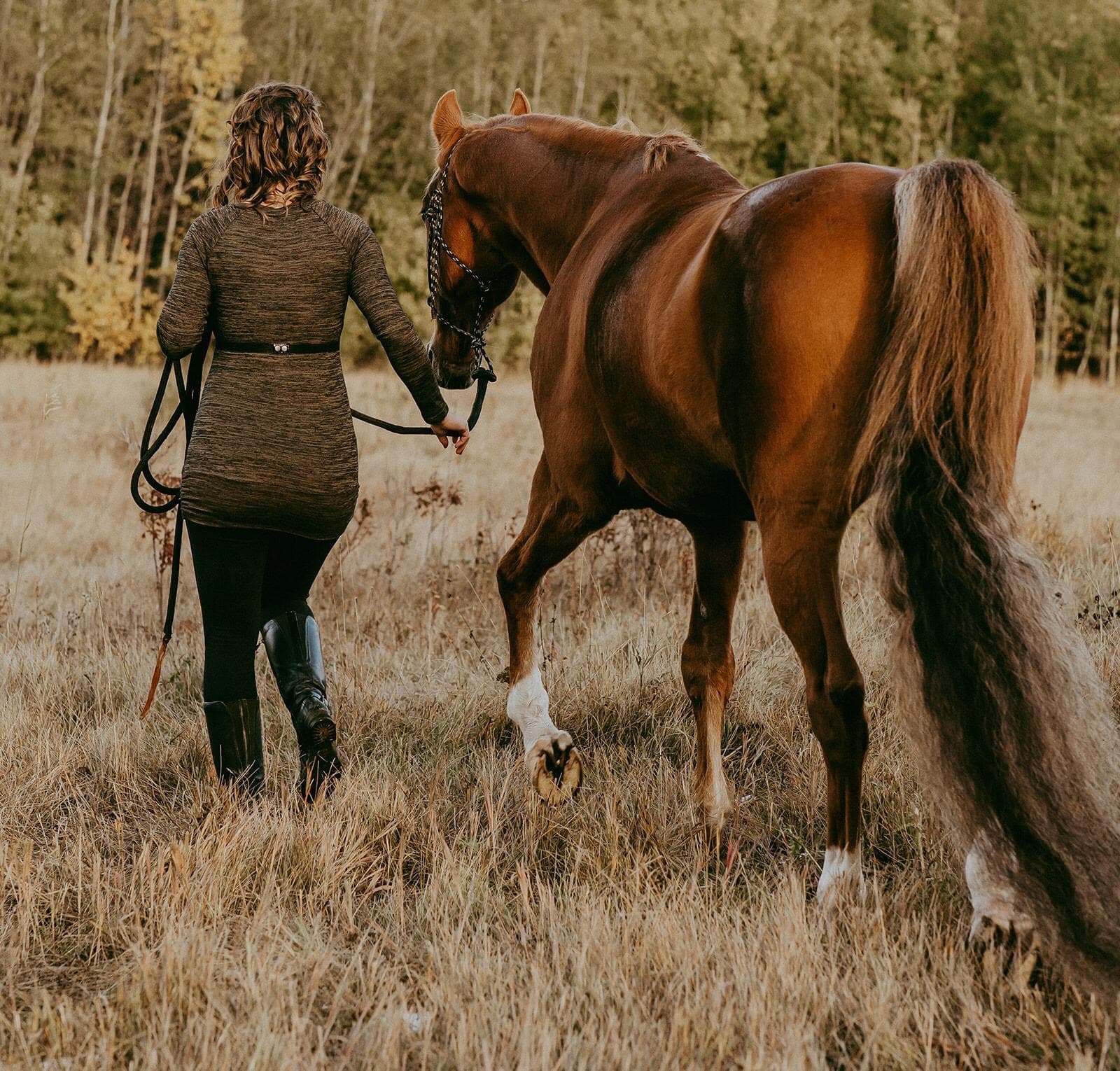 Stride High Stables | Equestrian Stable