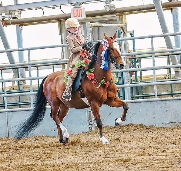 Stride High Stables | Equestrian Stable