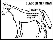 Stride High Stables | Equestrian Stable