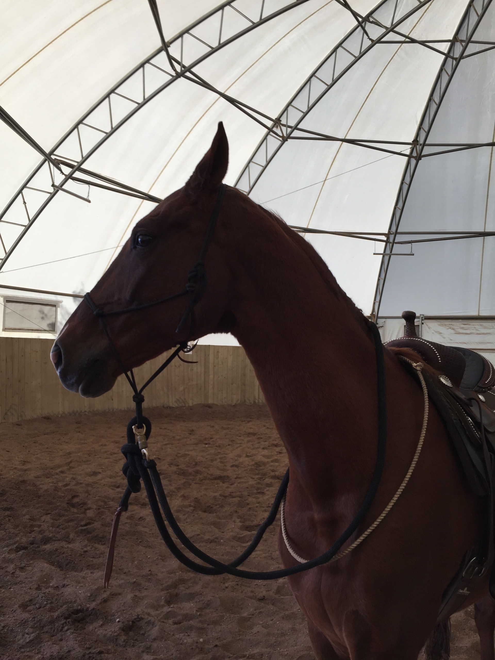 Stride High Stables | Equestrian Stable