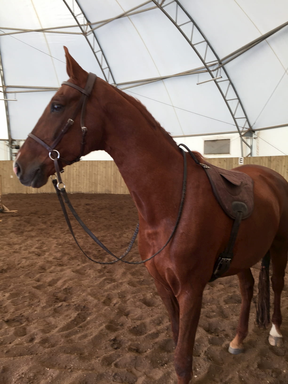 Stride High Stables | Equestrian Stable