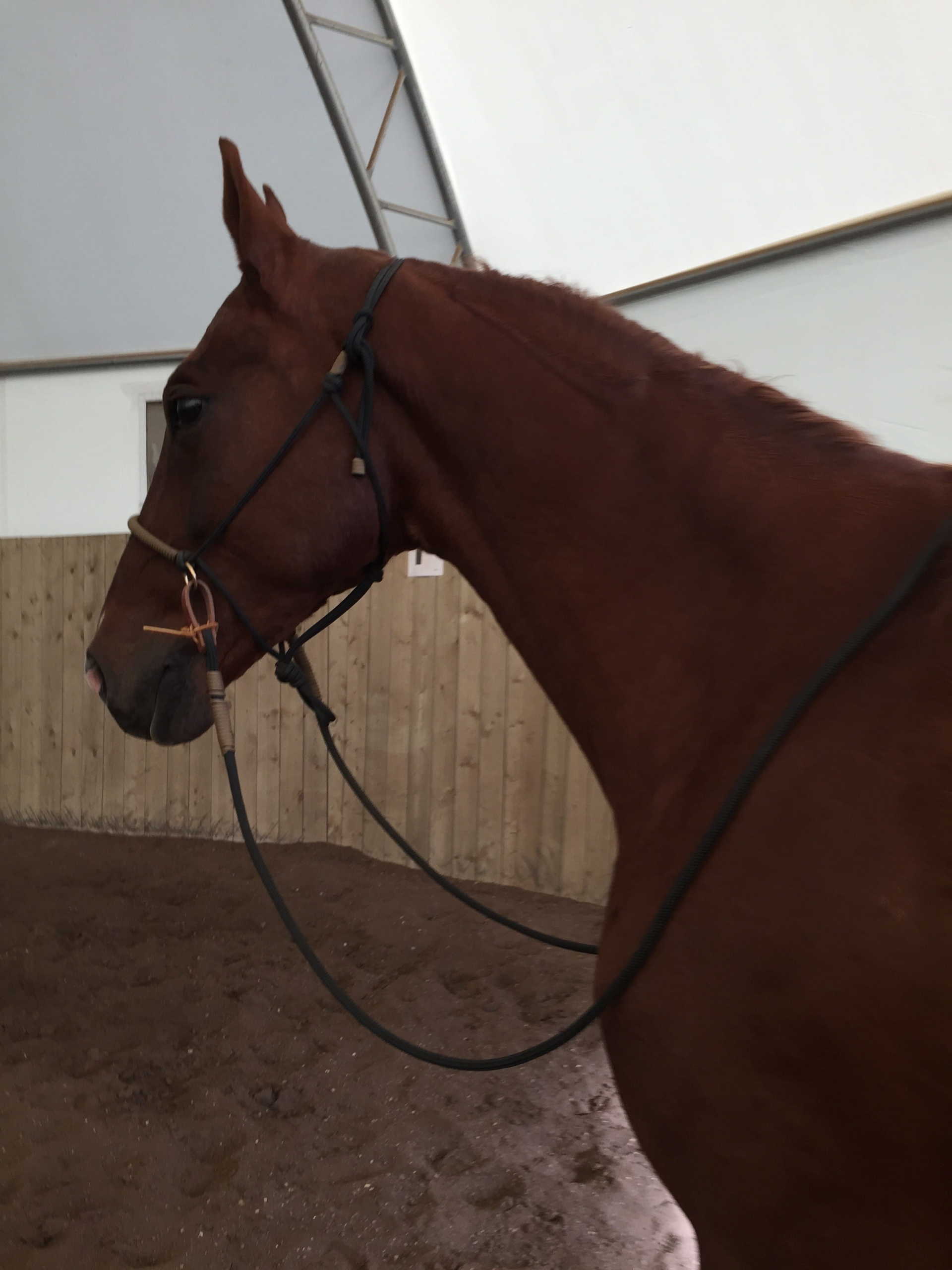 Stride High Stables | Equestrian Stable