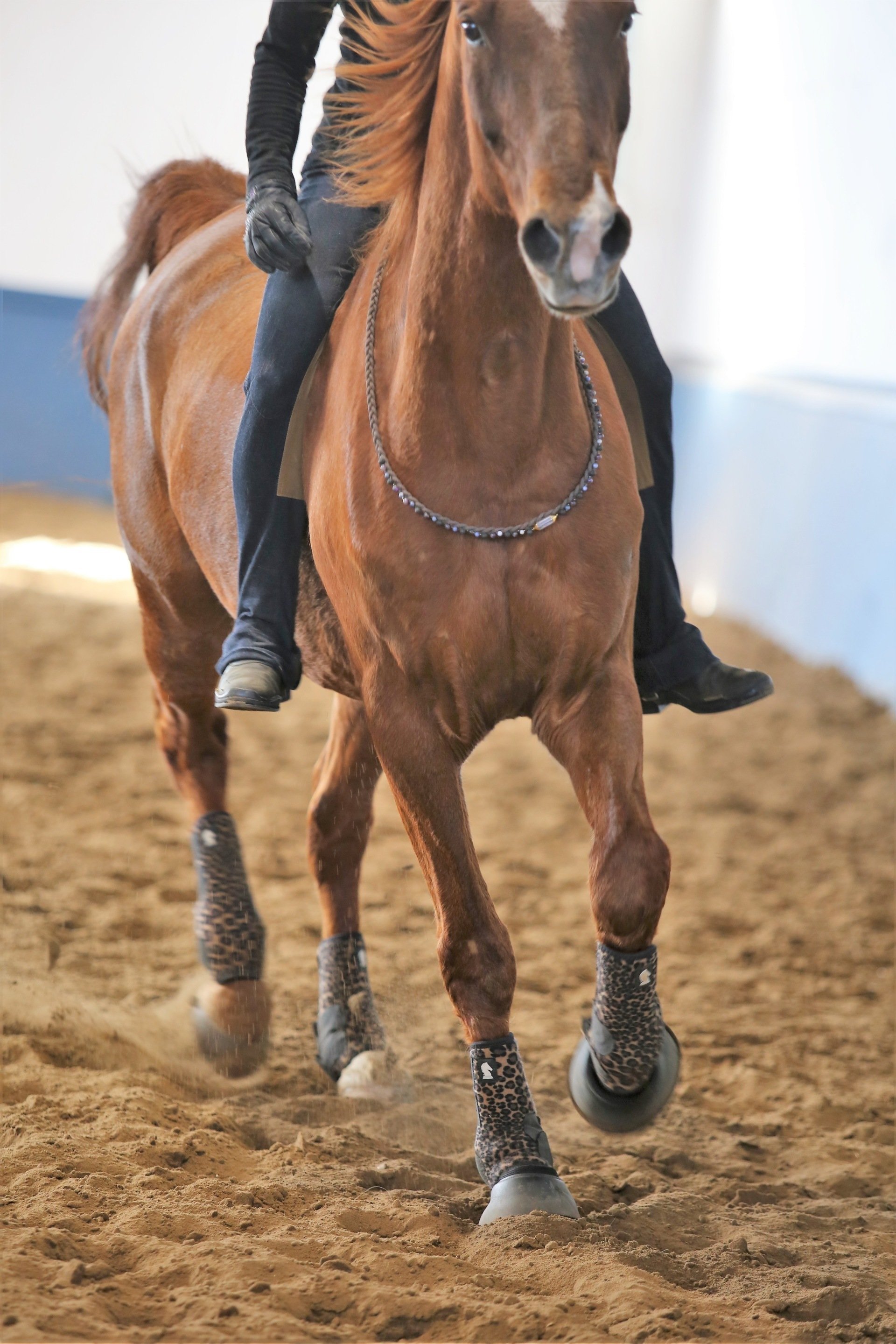 Stride High Stables | Equestrian Stable