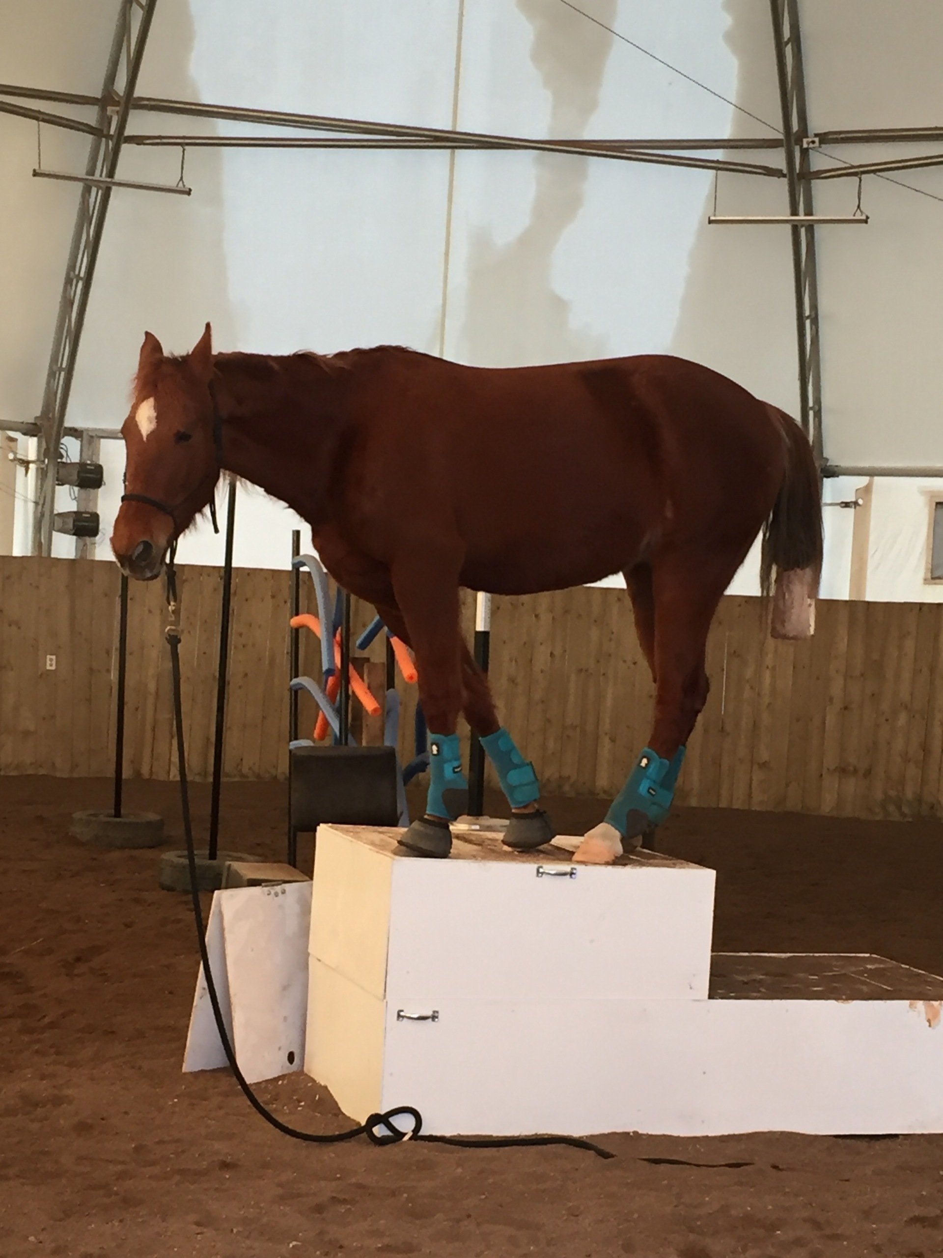 Stride High Stables | Equestrian Stable