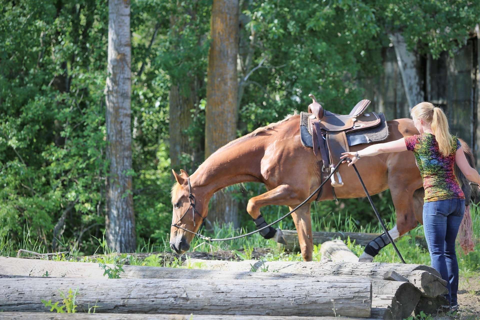 Stride High Stables | Equestrian Stable