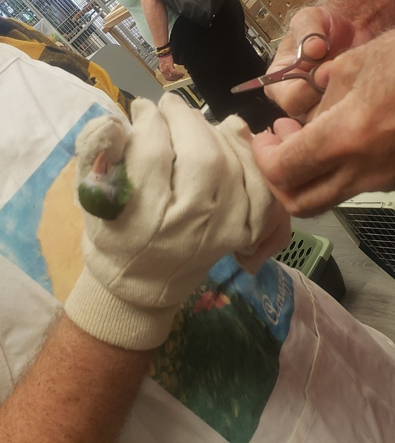 Home [www.firstflightsexoticbirds.com]