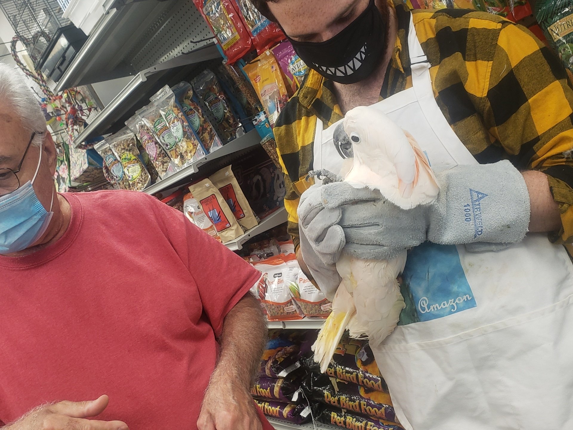 Home [www.firstflightsexoticbirds.com]