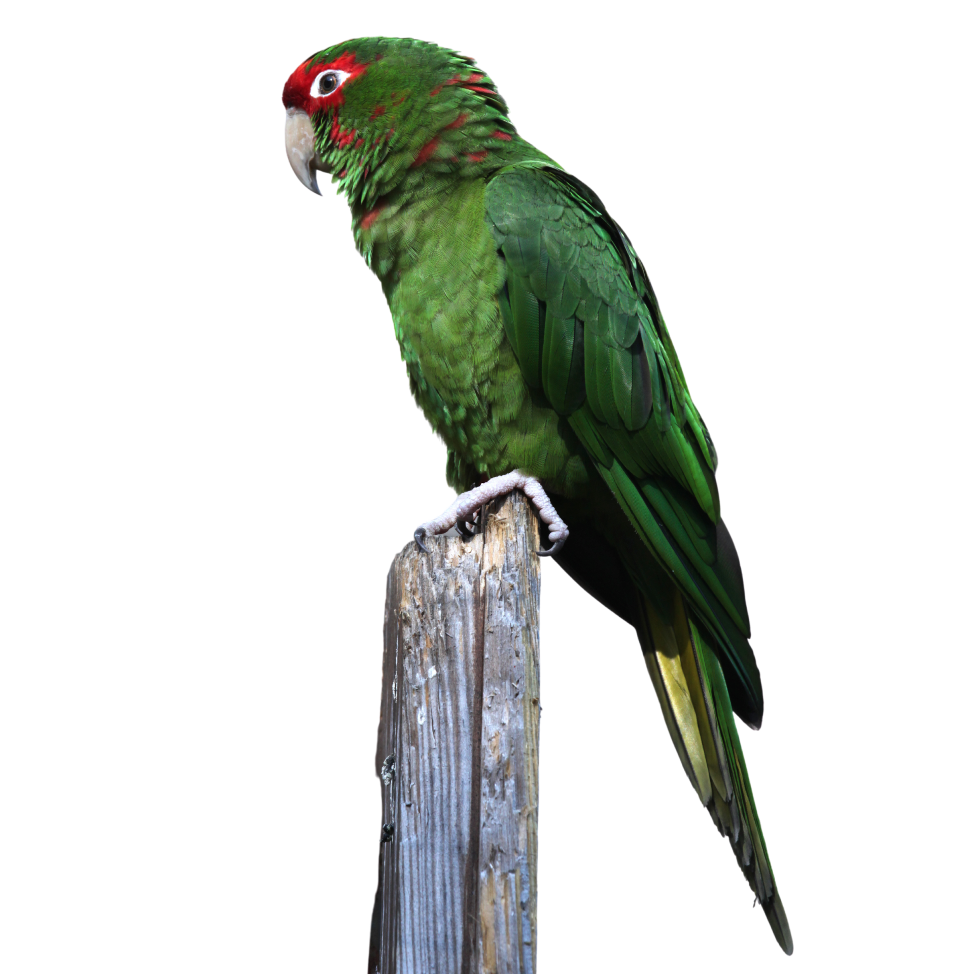 Home [www.firstflightsexoticbirds.com]