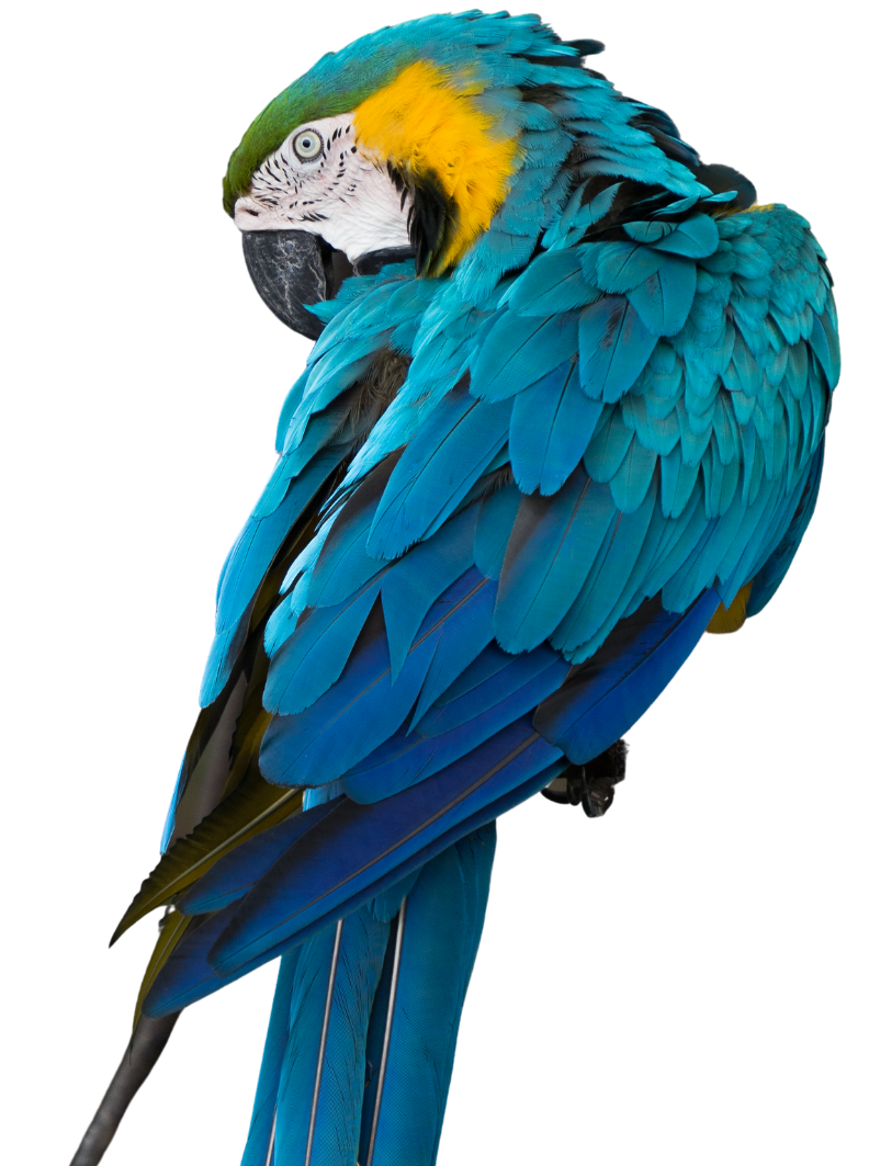 Home [www.firstflightsexoticbirds.com]