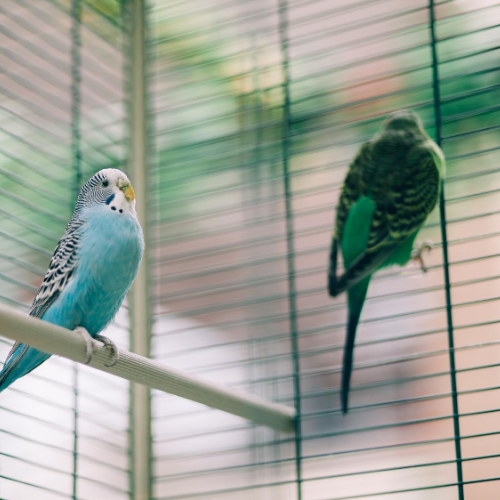 Home [www.firstflightsexoticbirds.com]