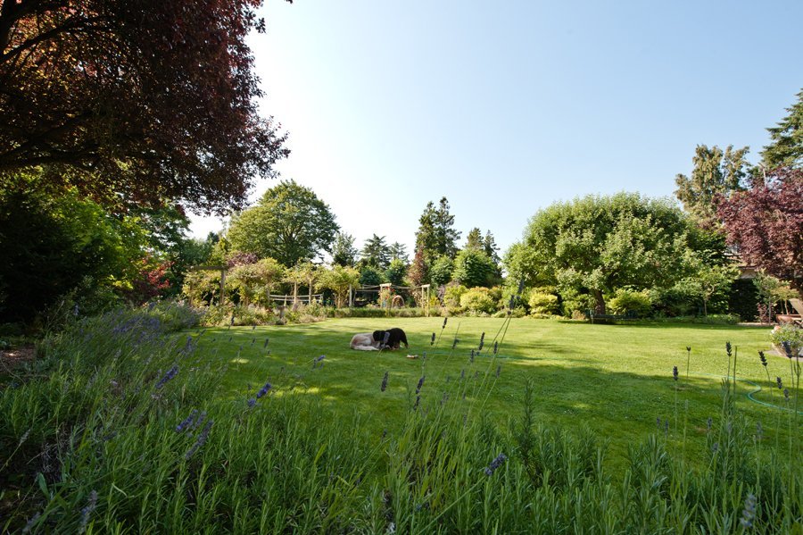 Gallery For Garden Design In Cobham By Brodie & Hickin Landscapes