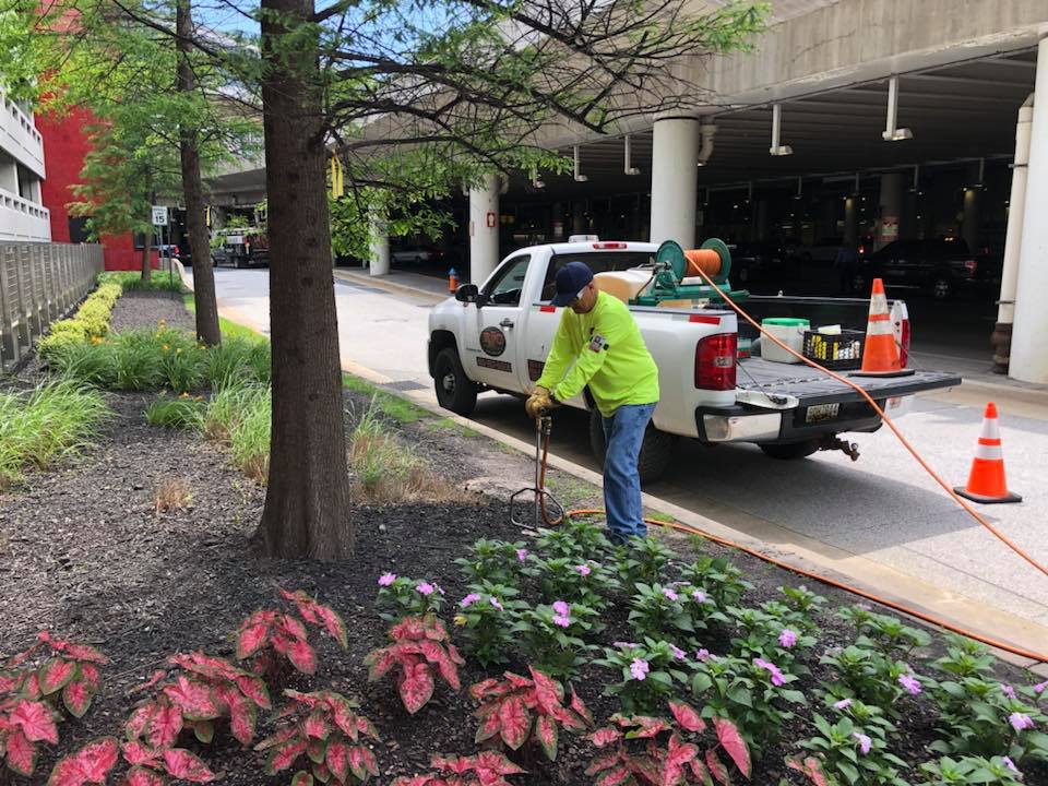 Tree Injection l Glen Burnie, MD l RJO Services LLC