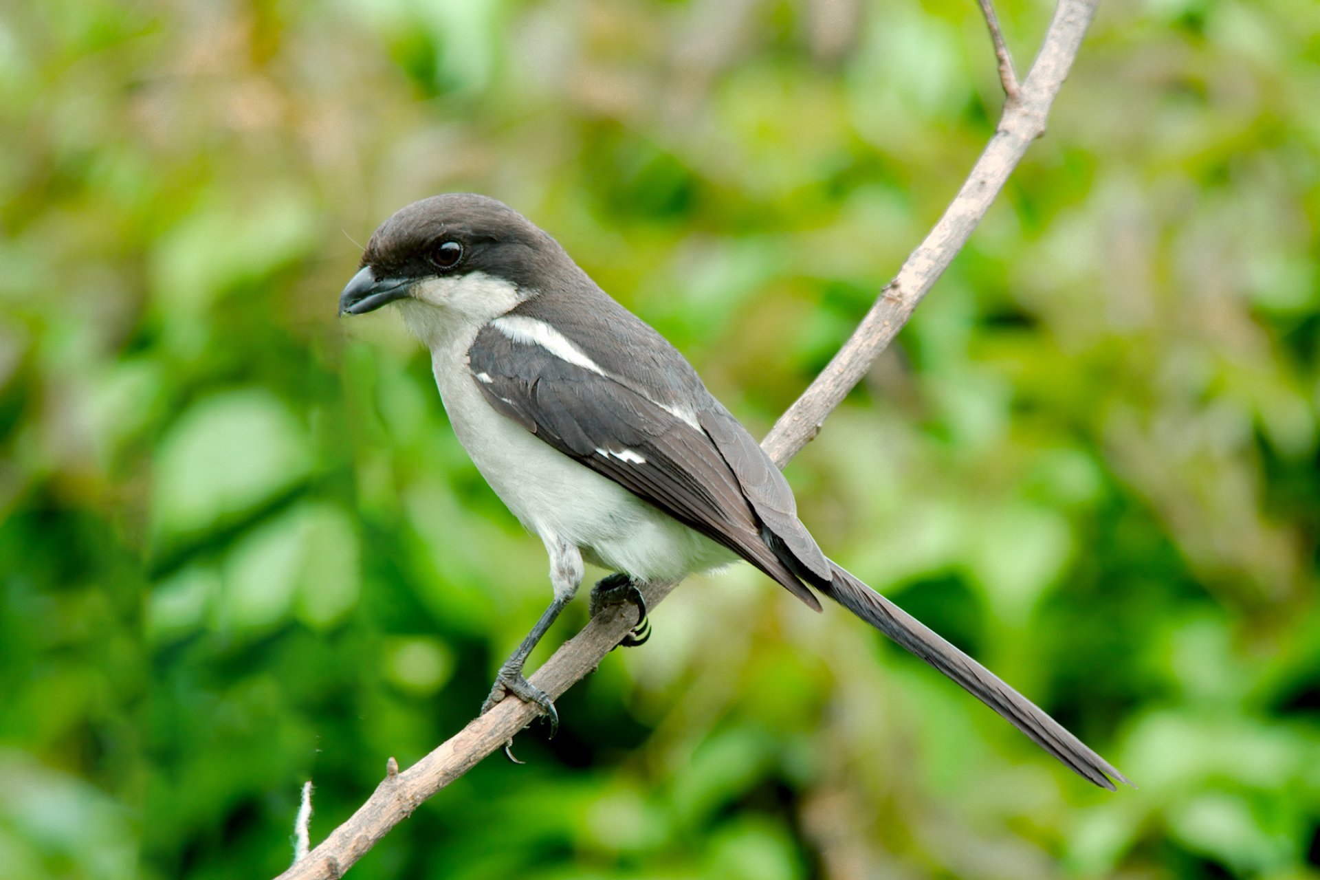 Chimanimani Tour Guide | Birdwatching