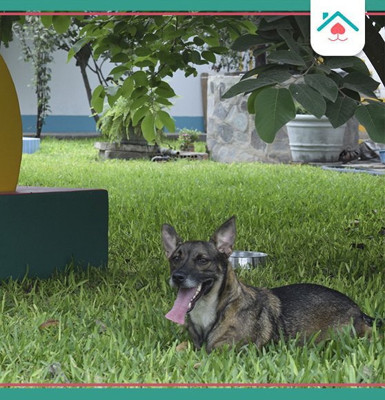 Hospedaje para perros en Pachacámac