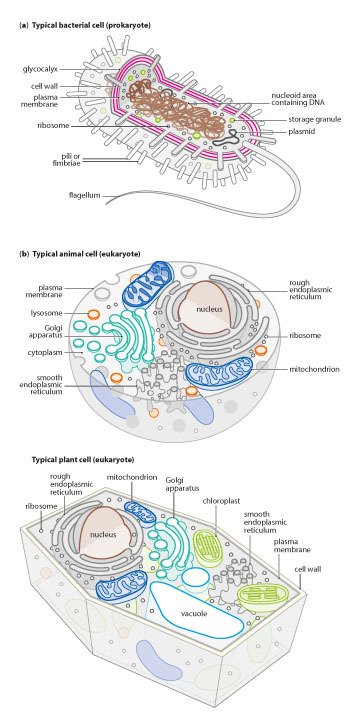 Microbiology illustrations