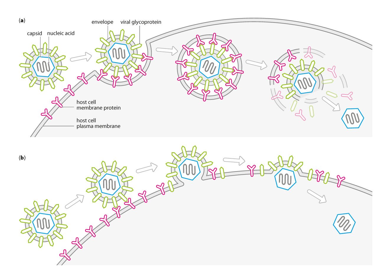 Microbiology illustrations