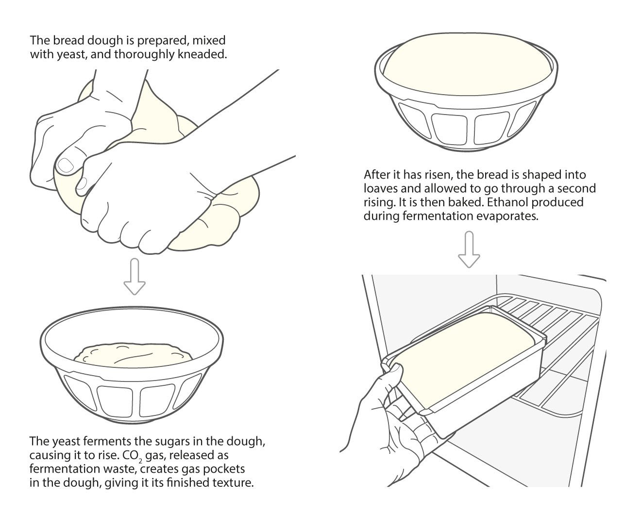 Microbiology illustrations