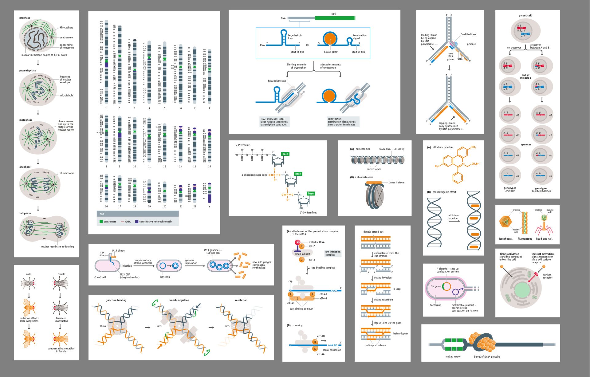 Scientific illustration print design typesetting GUI design animation