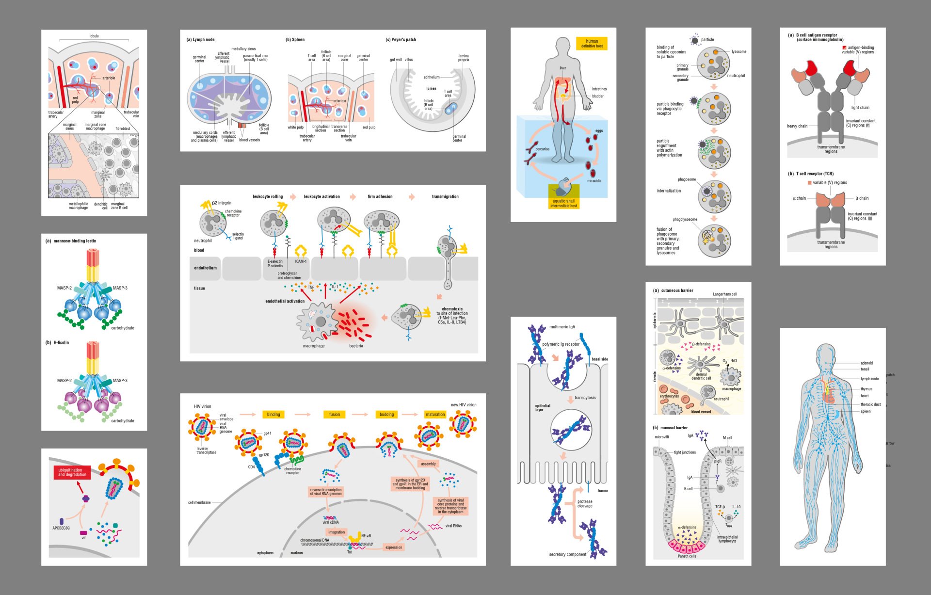 Scientific illustration print design typesetting GUI design animation