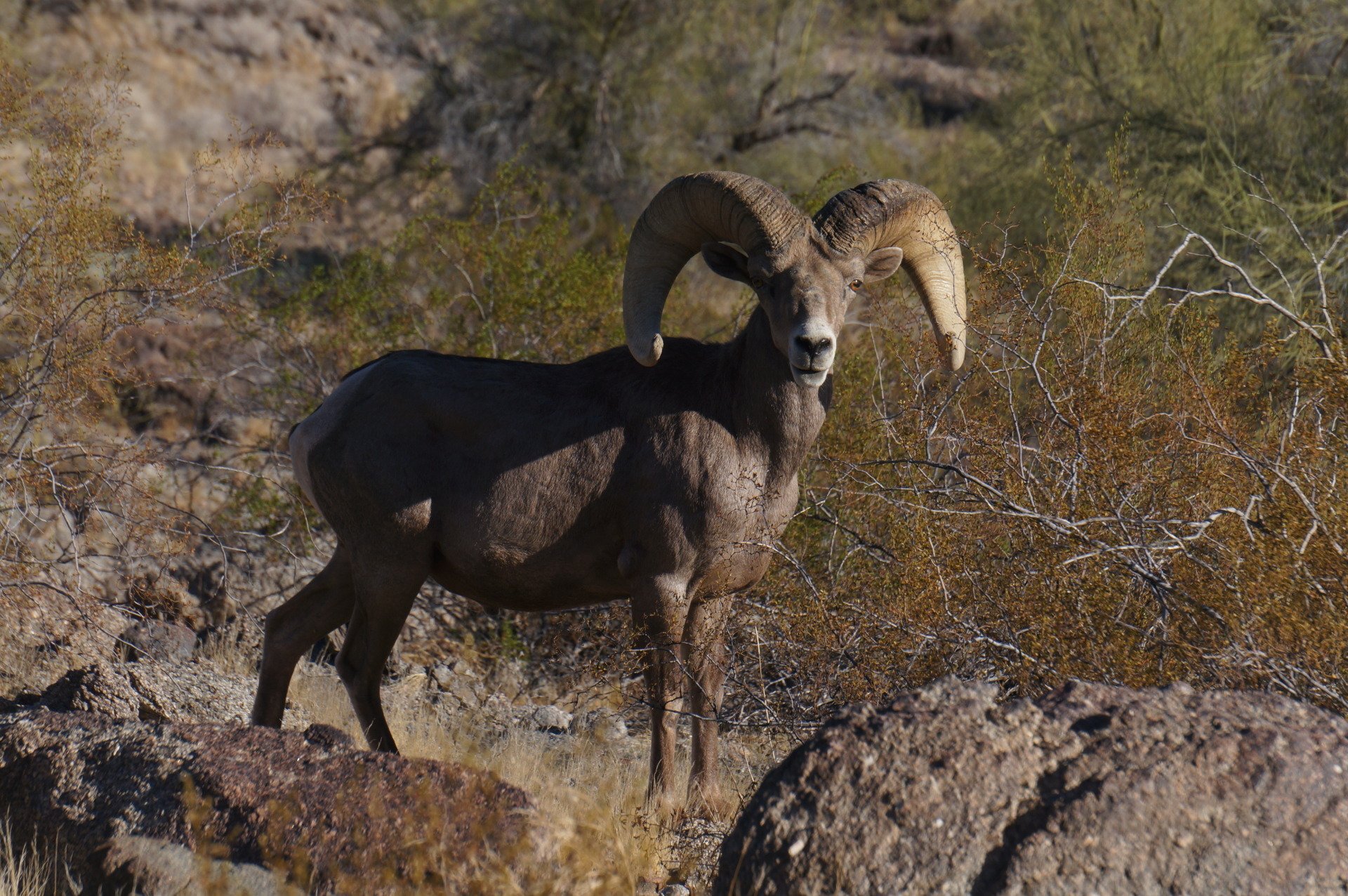 Arizona Big Game Hunting Photos
