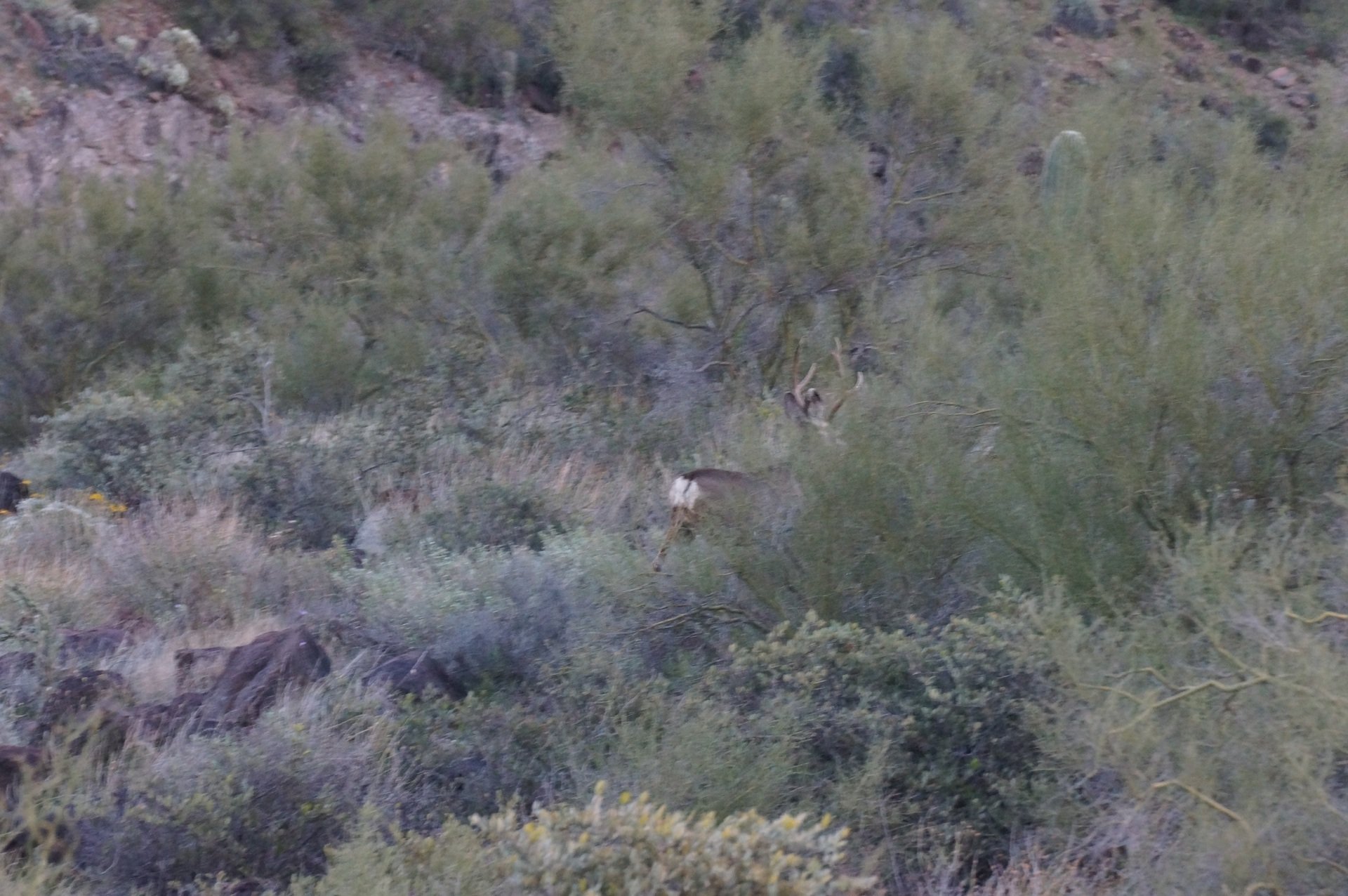 Arizona Big Game Hunting Photos