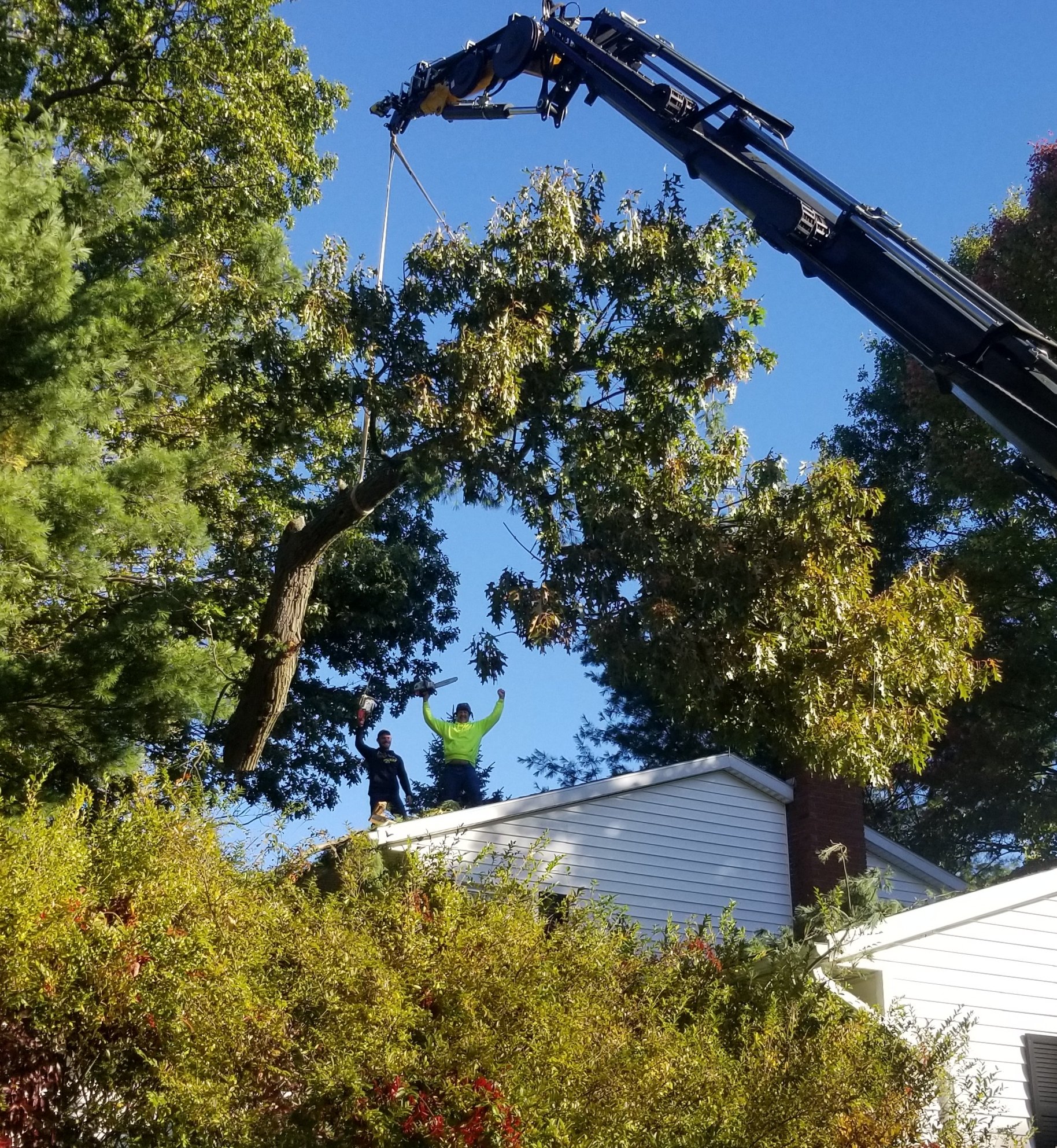 Tree Removal, Tree Trimming, Stump Removal Clifton Park, NY - Clear ...