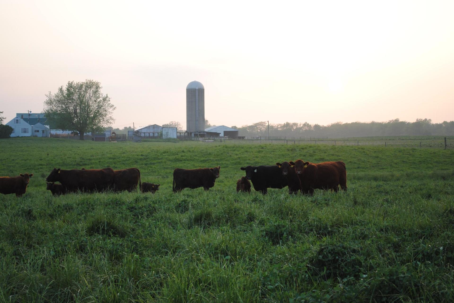 Red Poll Cattle & High Quality Beef in Indiana | Shuter Sunset Farm