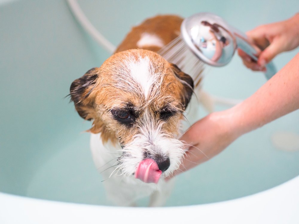 Dog Baths, Grooming - Chicago, IL - Buds N’ Suds
