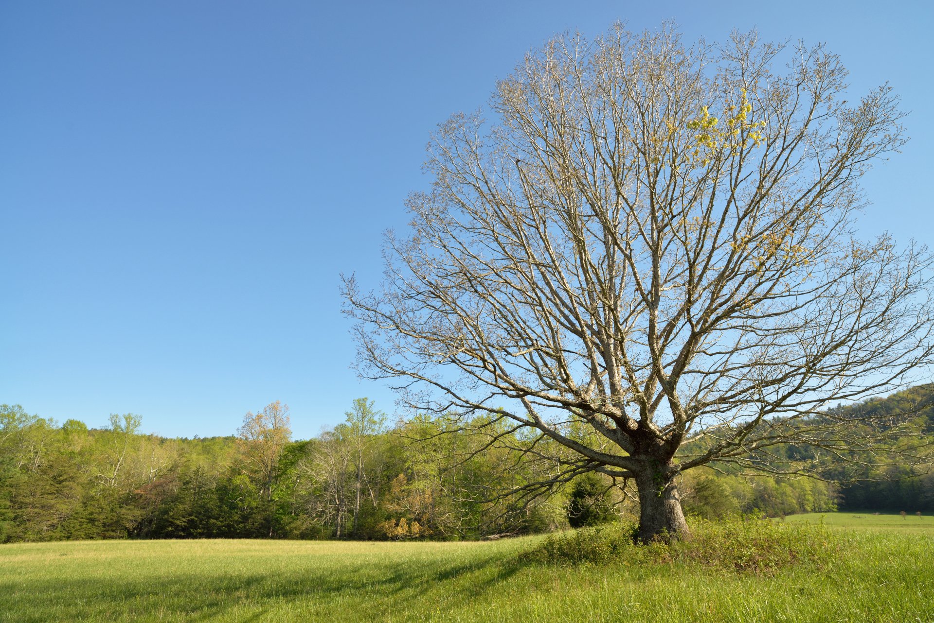 Tennessee Spring Allergens