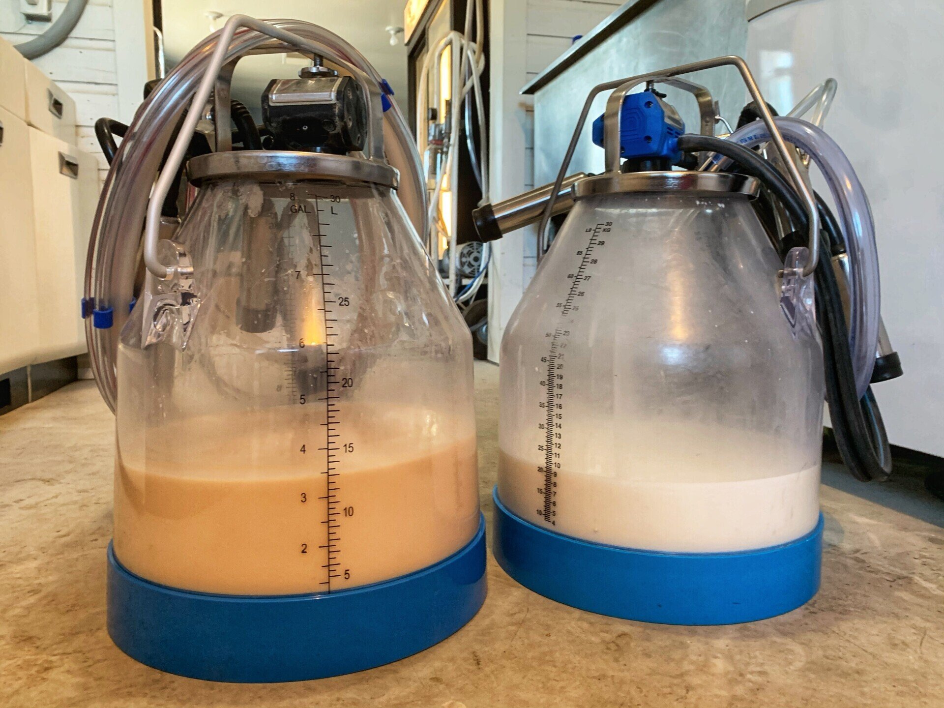 Colostrum! What do we do with it??