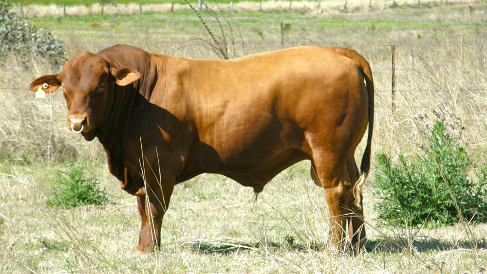 Breed | The Australian Senepol Cattle Breeders Association
