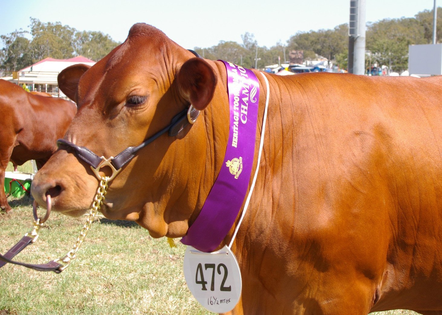 Breed | The Australian Senepol Cattle Breeders Association