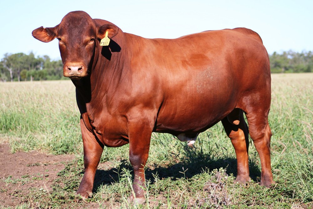 Breed | The Australian Senepol Cattle Breeders Association