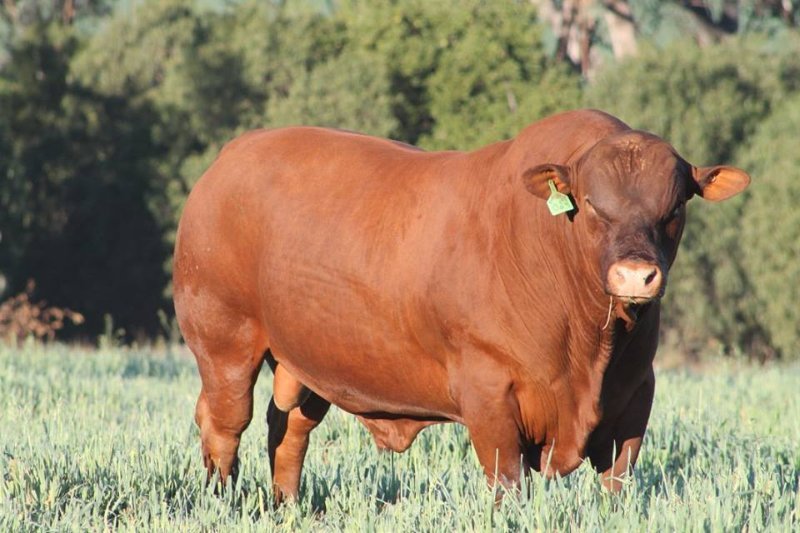 Breed | The Australian Senepol Cattle Breeders Association