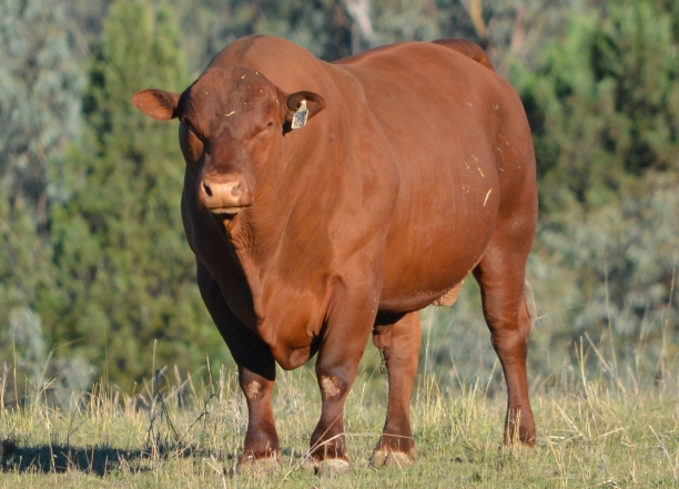 Breed | The Australian Senepol Cattle Breeders Association
