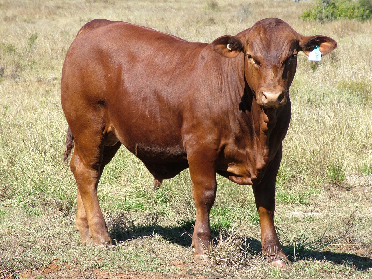 The Australian Senepol Cattle Breeders Association