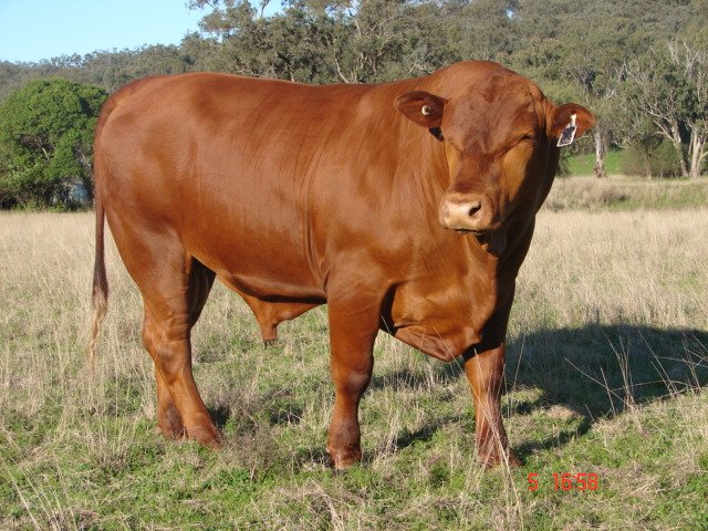 Breed | The Australian Senepol Cattle Breeders Association