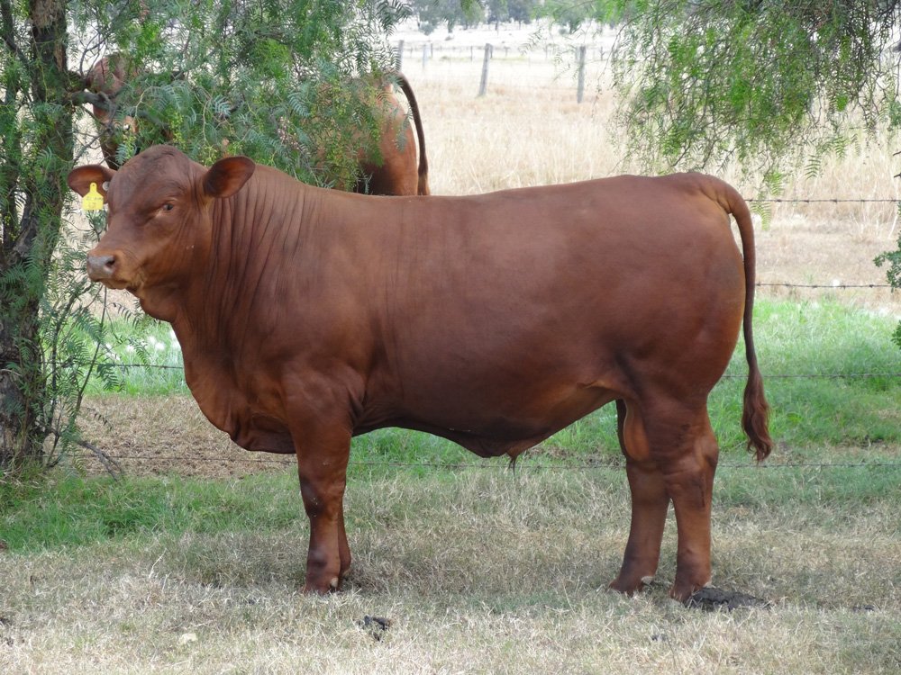 Breed | The Australian Senepol Cattle Breeders Association