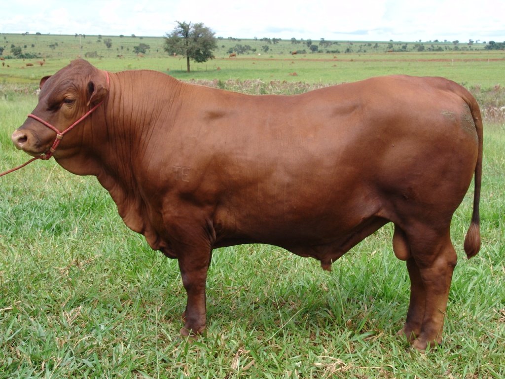 Breed | The Australian Senepol Cattle Breeders Association